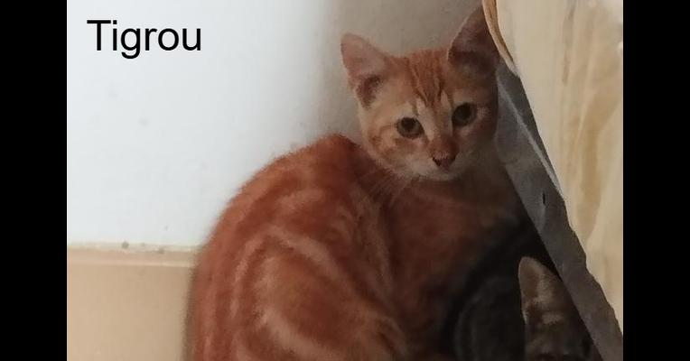 Tigrou - Cat Miaou - Animal Webaction