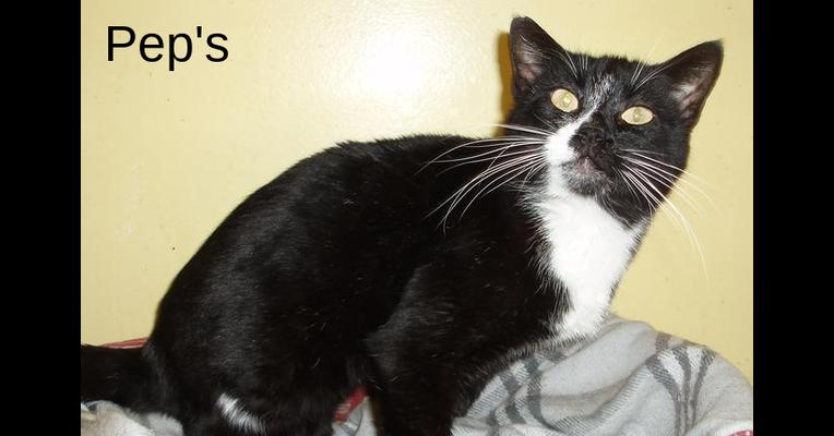 Pep's - Protection Animale Berroise - Animal Webaction