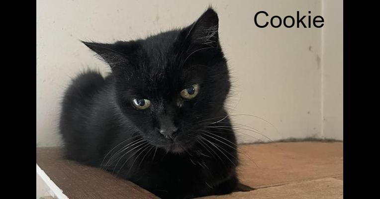 Cookie - Les Chats De QUEAUX - Animal Webaction