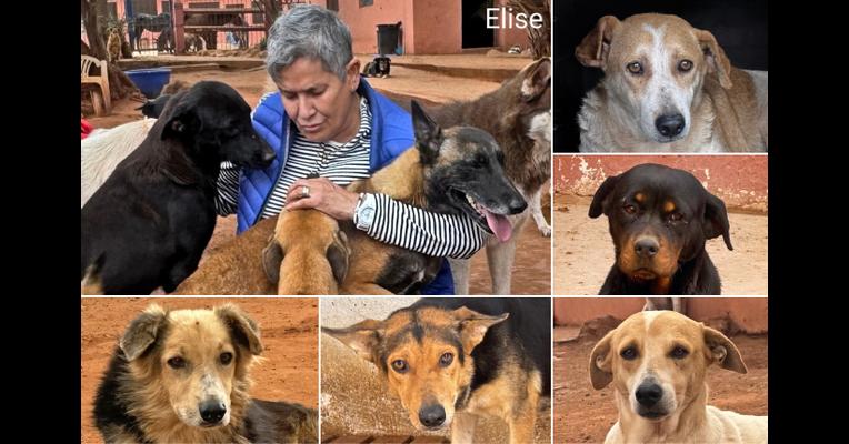 SOS 140 dogs Morocco - UMPA - Animal Webaction