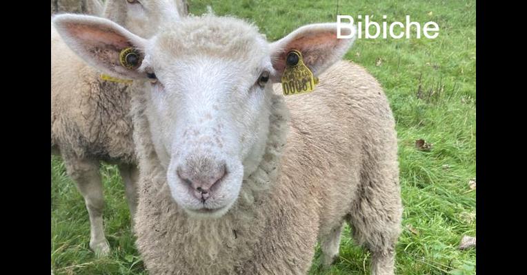 Bibiche - Espoir au Galop - Animal Webaction
