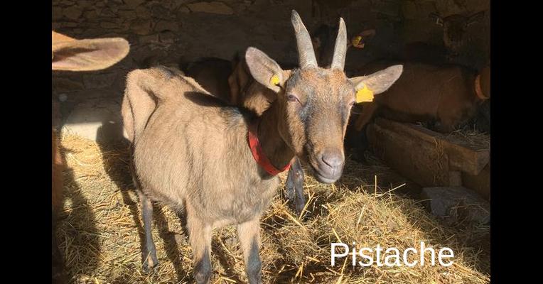 Pistache - Bêle et Bête - Animal Webaction