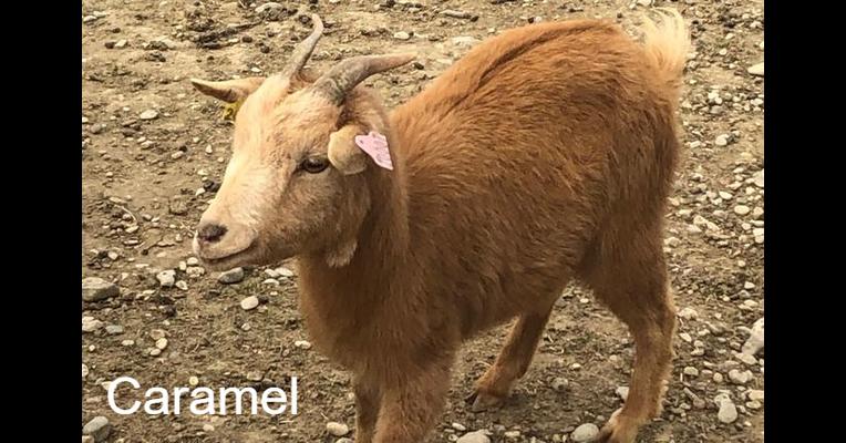 Caramel - La Ferme des Zanimobiles - Animal Webaction