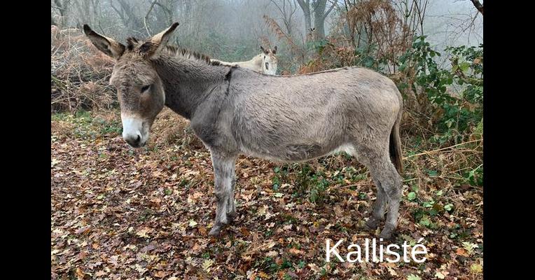 Kalliste - Bêle et Bête - Animal Webaction