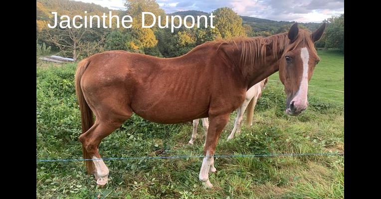 Jacinthe Dupont - Bêle et Bête - Animal Webaction