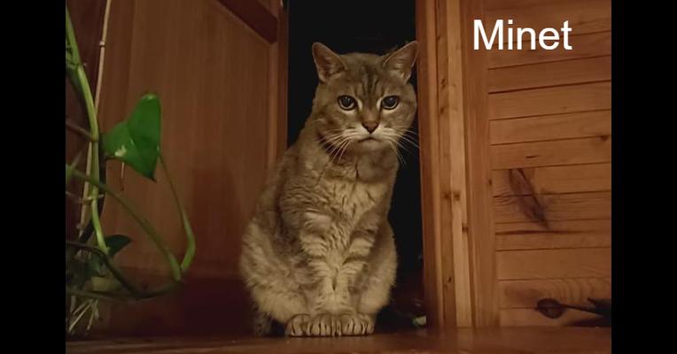 Minet - Les Chats Libres Condom 32 - Animal Webaction