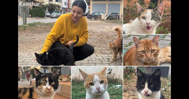SOS street cats of Morocco - Kawthar Maree - Animal Webaction