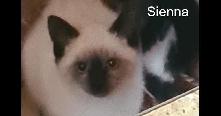 Sienna - 4 Sabots et un Fer - Animal Webaction