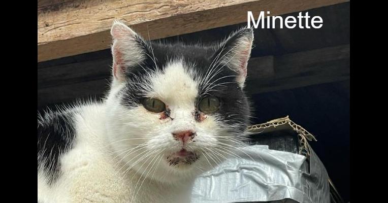 Minette (niche incluse) - Association la mère Michel - Animal Webaction
