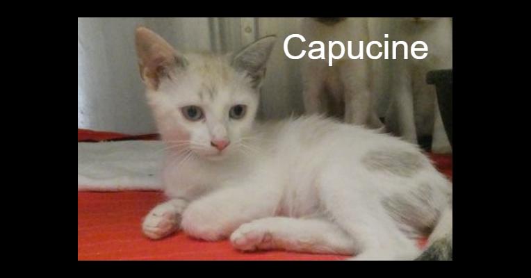 Capucine - ANIMAL ATTITUDE - Animal Webaction