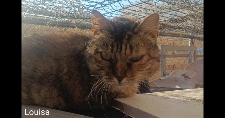 Louisa - Protect Cat - Animal Webaction