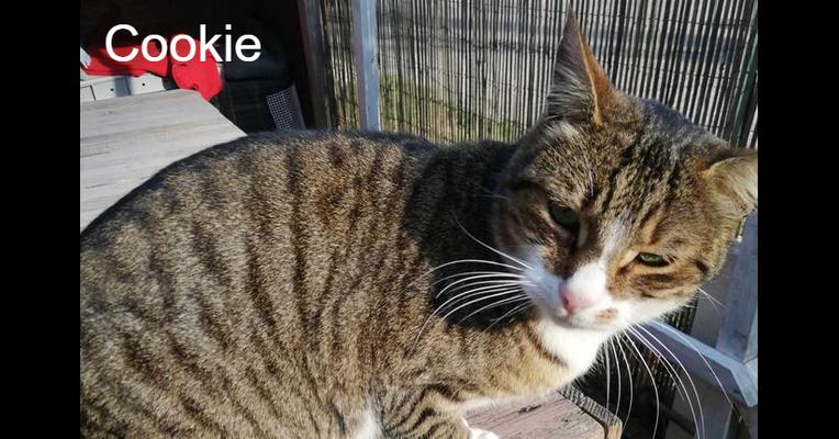 Cookie - Chat L'Heureux Chat l'Ange et Cie - Animal Webaction