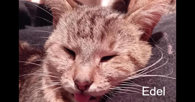 Edel - Les Félins Concitoyens de Saint Eliph - Animal Webaction