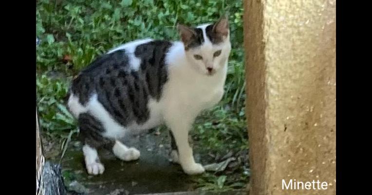 Minette - Cosette - Animal Webaction