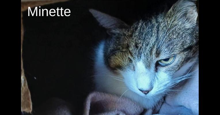 Minette - Les chats de chez nous - Animal Webaction