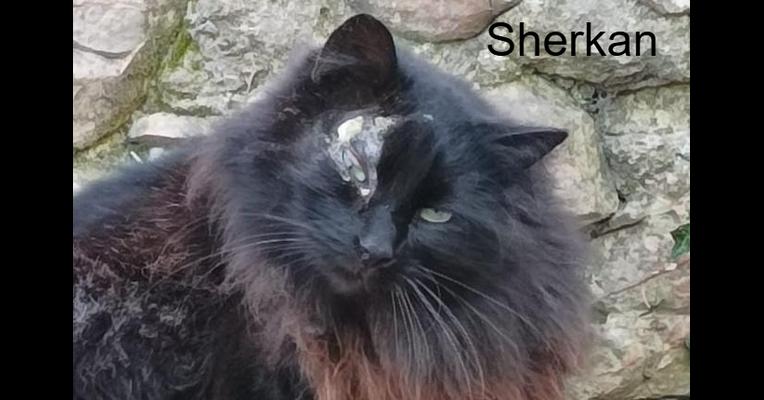 Sherkan - Les Chats Perchés de Mirmande - Animal Webaction