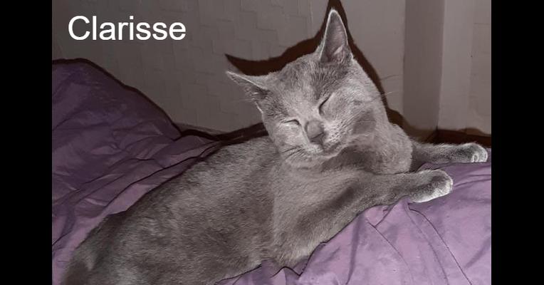 Clarisse - La Légende des Chats - Animal Webaction