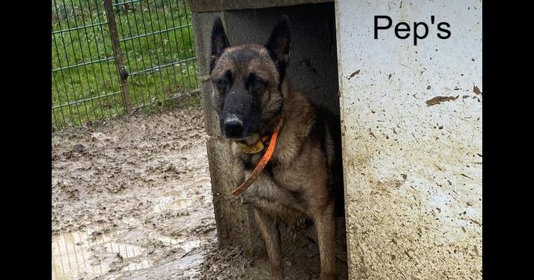 Pep's - L'Esperanza - Animal Webaction