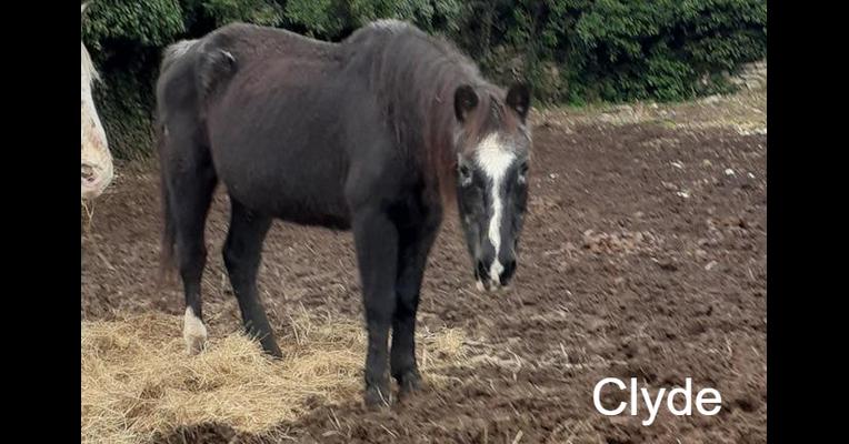 Clyde - La Retraite des Chevaux des Causses - Animal Webaction