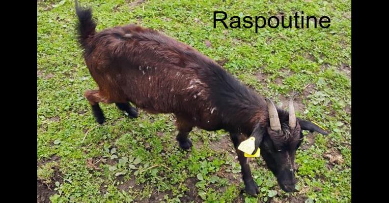 Raspoutine - HELP - Animal Webaction