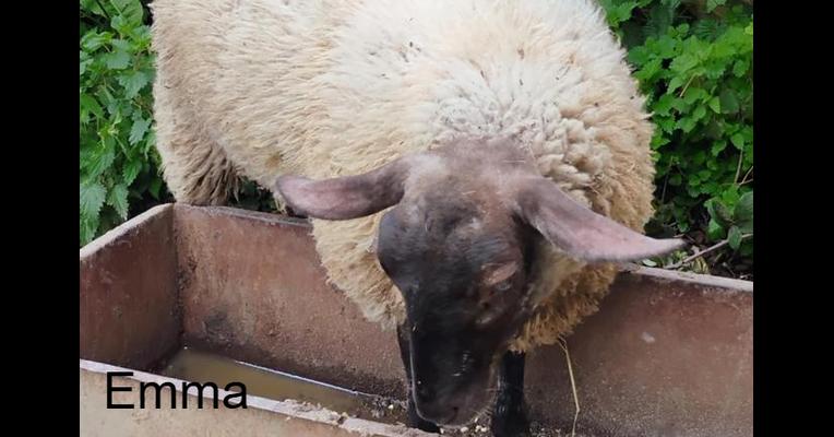 Emma - HELP - Animal Webaction