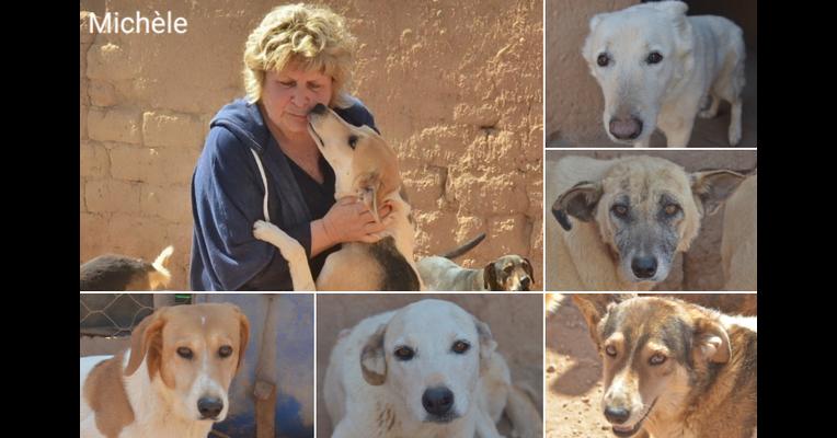 S0S 900 dogs Morocco - Le Coeur sur la Patte - Animal Webaction