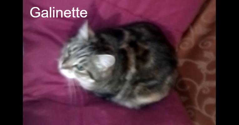 Galinette - 4 Pattes 30 - Animal Webaction