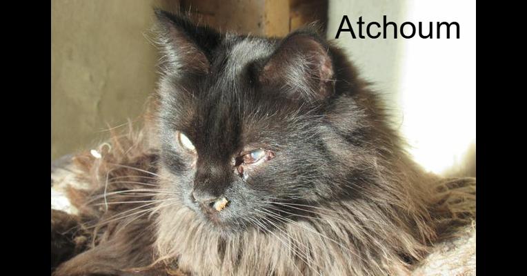 Atchoum - Jardin des Chats - Animal Webaction