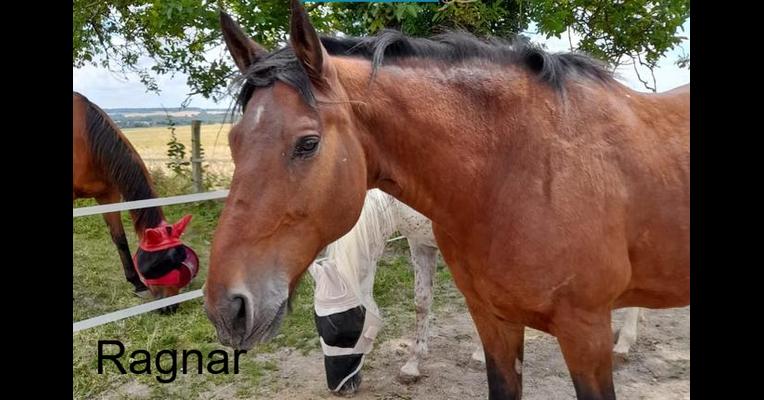 Ragnar - Arche et Relais - Animal Webaction