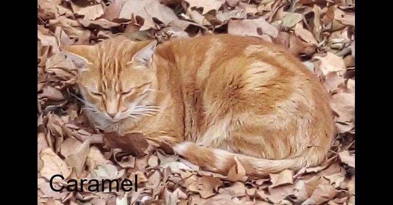 Caramel - 4 Pattes 30 - Animal Webaction