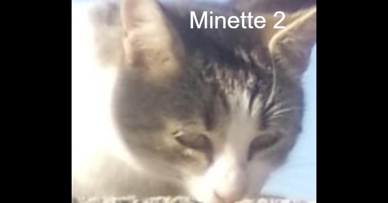 Minette 2 - 4 Pattes 30 - Animal Webaction