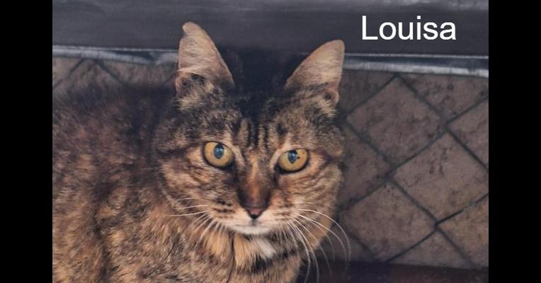 Louisa - Protect Cat - Animal Webaction