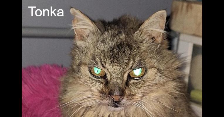 Tonka - Protect Cat - Animal Webaction