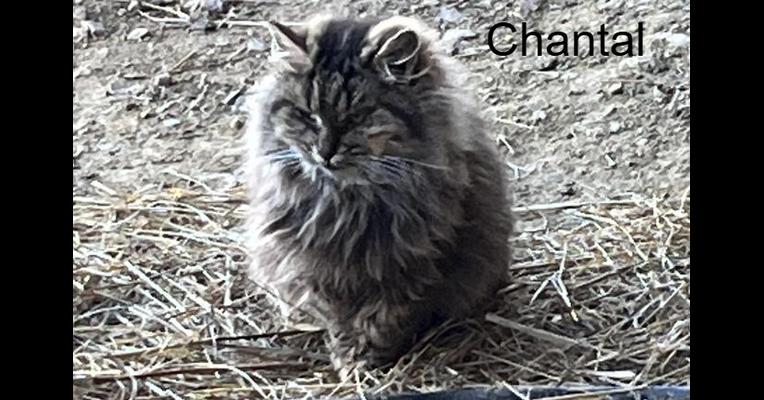 Chantal - Un Espoir pour les Sans Voix - Animal Webaction