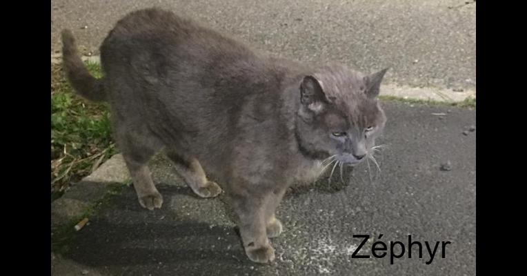 Zephyr - Félin Pour L’Hôte - Animal Webaction