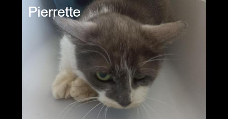 Pierrette - CAPPA - Animal Webaction