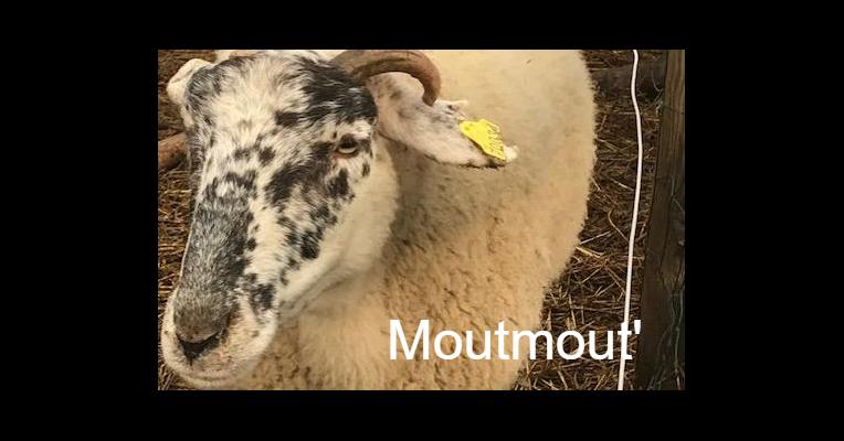 Moutmout' - La Ferme des Zanimobiles - Animal Webaction