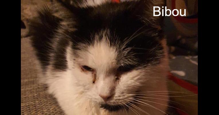 Bibou - Cha'alors - Animal Webaction