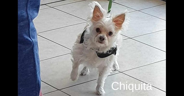 Chiquita - AVRAH - Animal Webaction