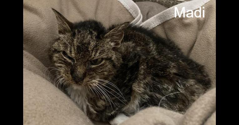 Madi - STREET CATS - Animal Webaction