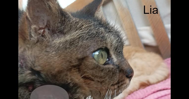 Lia - STREET CATS - Animal Webaction