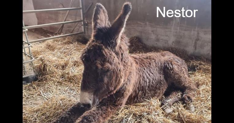 Nestor - ADADA - Animal Webaction