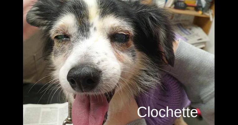 Clochette - AVRAH - Animal Webaction