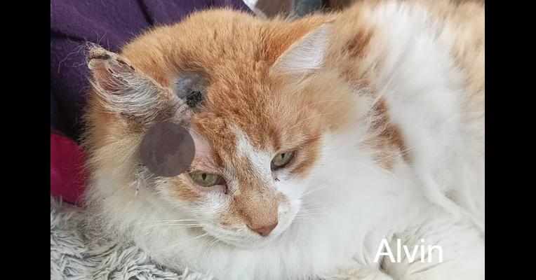 Alvin - STREET CATS - Animal Webaction