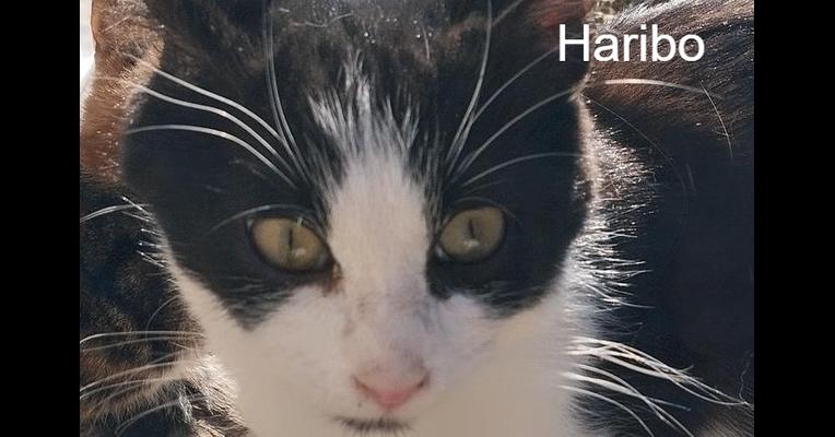 Haribo - Cat Miaou - Animal Webaction