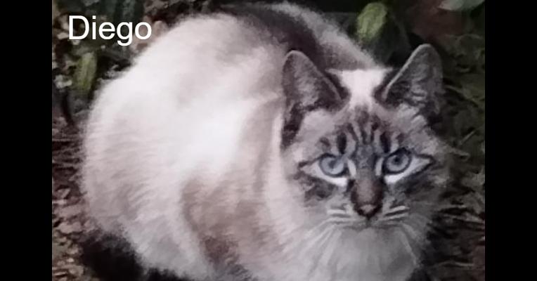 Diego - Cat Miaou - Animal Webaction