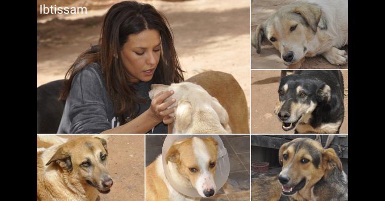 SOS dogs of Morocco - Help Adopt Moroccan Animals - Animal Webaction