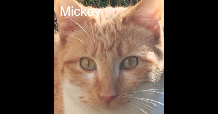 Mickey - Cat Miaou - Animal Webaction