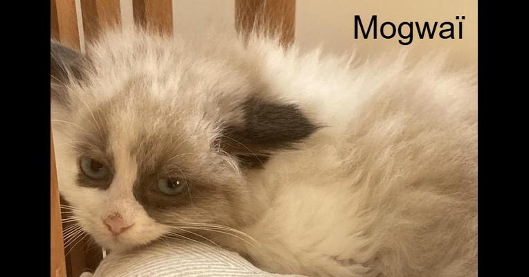 Mogwai - Cosette - Animal Webaction