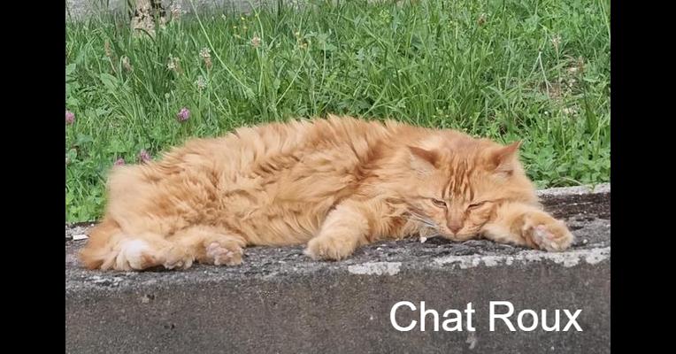 Chat Roux - Ecole du Chat d’Arbois - Animal Webaction